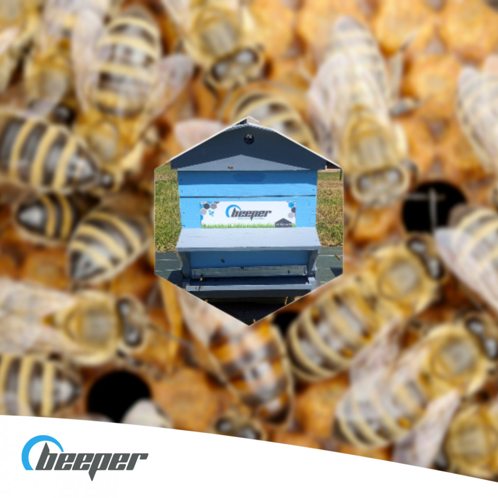 Le butineur : l'info des abeilles Beeper (avril 2022)